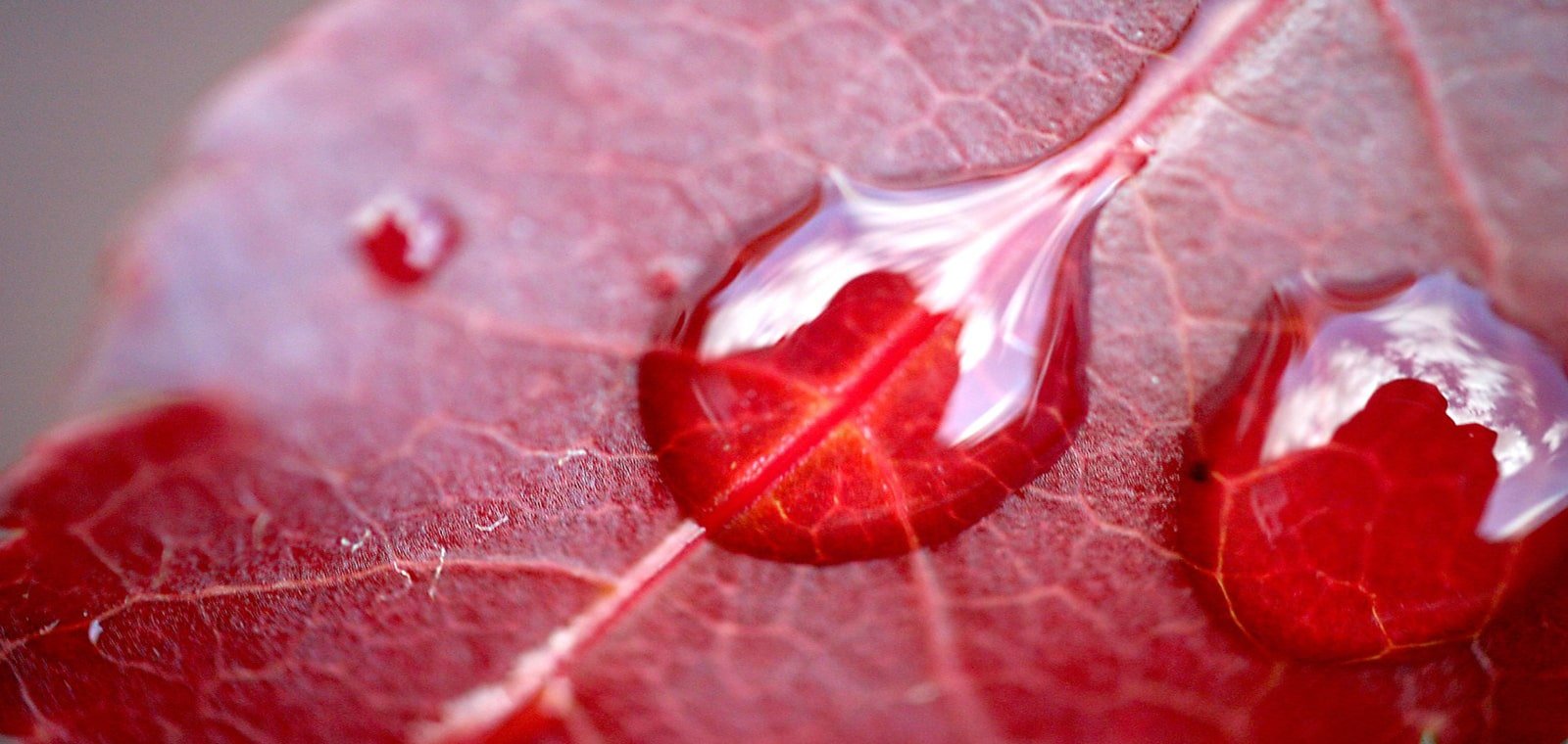 Erythremia is a disease of excess blood | Mister-Blister